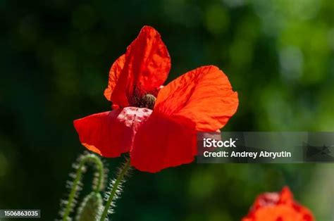 흐릿한 녹색 배경에 새 날개와 비슷한 꽃잎이 있는 빨간 양귀비 꽃 0명에 대한 스톡 사진 및 기타 이미지 0명 개양귀비 개화기 Istock