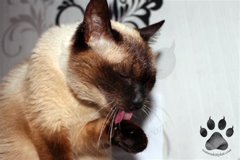 Do Siamese Cats Lick A Lot An Insightful Guide