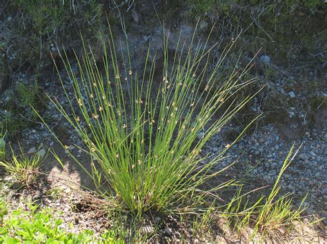 Juncus Effusus Grass