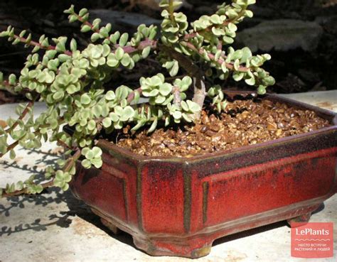Портулакария (Portulacaria) — описание, выращивание, фото | на LePlants.ru