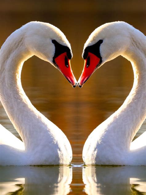 Mute Swan Symbolism At Henry Lymburner Blog