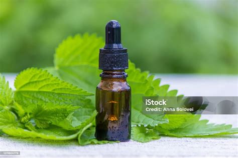 작은 병에 쐐기풀 팅크와 흰색 배경에 그림자로 고립 된 신선한 잎 과체중용 약초 0명에 대한 스톡 사진 및 기타 이미지 0명 Nettle 건강관리와 의술 Istock