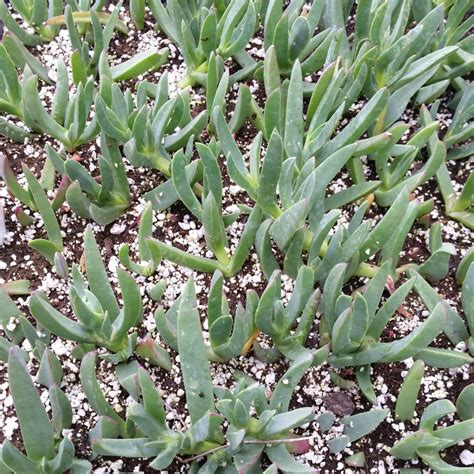 Assorted Succulent Ground Covers Mid Valley Trees