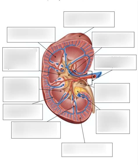 Nephron Anatomy Quiz