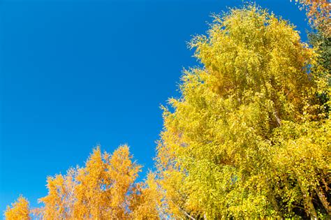 가 푸른 맑은 하늘의 배경에 아름다운 노란색 자작 나무 잎과 낙엽송 나무의 가지 자연 배경 텍스트를 삽입할 배치합니다 0명에 대한 스톡 사진 및 기타 이미지 Istock