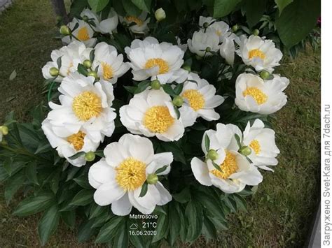 Пион Jan Van Leeuwen Ян ван Леувен описание сорта условия выращивания и ухода Фото