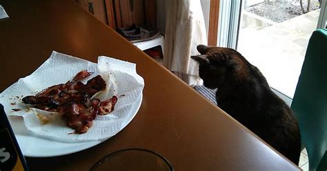 Mmmmm Bacon Imgur