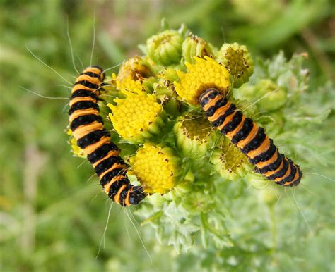 Cinnabar Moth Identification Life Cycle Facts And Pictures