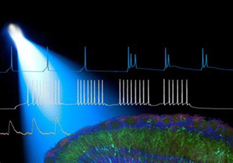 Resources Csm Optogenetics Platform Hotchkiss Brain Institute