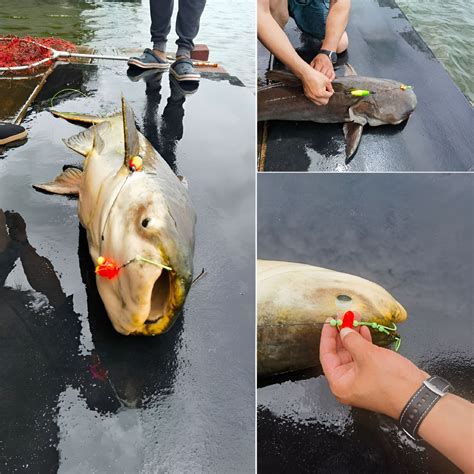 Bestsky Catfishing Tackle Rig Catfishing Rig Catfishing Float Rigs
