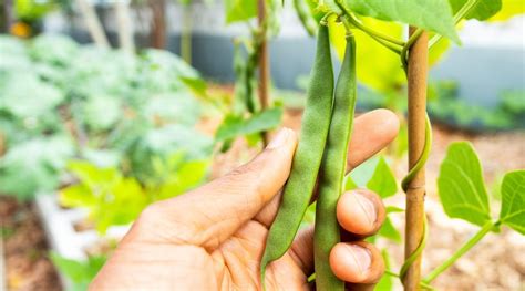 Pinto Bean Plant Growth 20 Phaseolus Vulgaris Seeds Pinto Bean