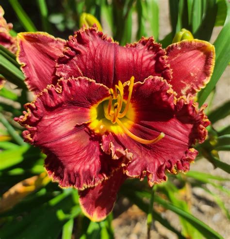 Ruby Corona Harmony Nursery Ruby Corona Harmony Nursery