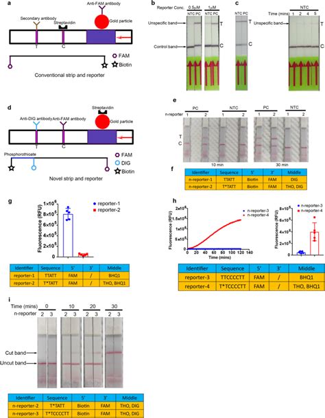 An Enhanced Method For Nucleic Acid Detection With Crispr Cas12a Using Phosphorothioate Modified