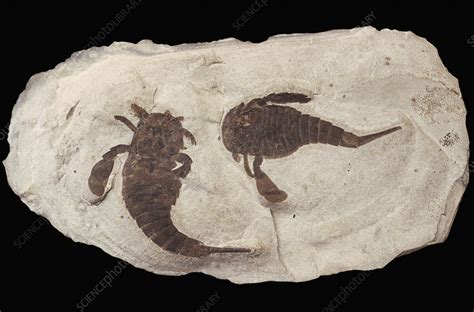Giant Sea Scorpion Fossil