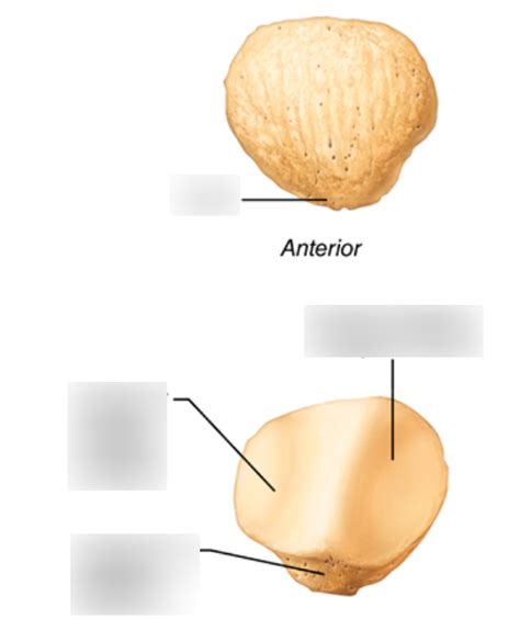 Patella Bone Unlabeled
