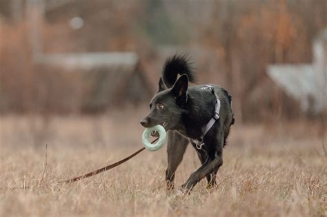 Scaurus On Twitter Rt Zverikivdar Москва Найт ищет дом 🏡 🐶 Большой красивый умный и