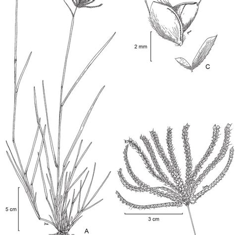 Mapas De Distribución De Chloris Submutica Kunth C Truncata R Br Y