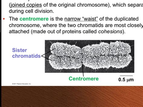 Ap Bio Chap 12 Flashcards Quizlet
