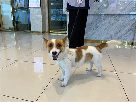 웰시코기 믹스 반 보더콜리분양가격 프렌치불독분양가격 빠삐용분양가격 파피용분양가격 사모예드분양가격 스피츠분양가격 시바견분양가격