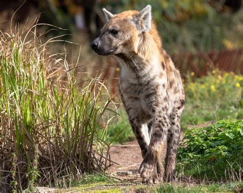 200 Free Hyena And Nature Images Pixabay
