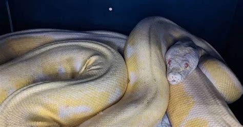 मालिक से जुदा हो गई थी 16 फीट की अजगर महीनों बाद यूं हुई कहानी की