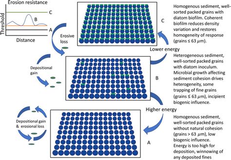 Conceptual Diagram Of Microbially Induced Variability In Surface