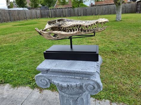 Bronze Large Crocodile Skull Base Java Bronze Catawiki