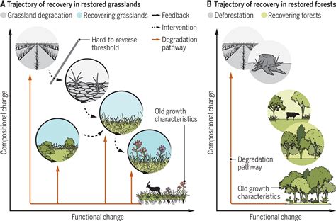 How To Restore Grasslands At Teresa Hooker Blog