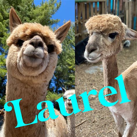 Alpaca Shearing What Happens On Alpaca Shearing Day This Guide Will