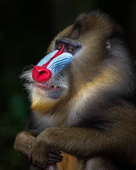 Mandrill Alpha Male Gabon Bbcearth Discoverwildlife Ourplanetdaily