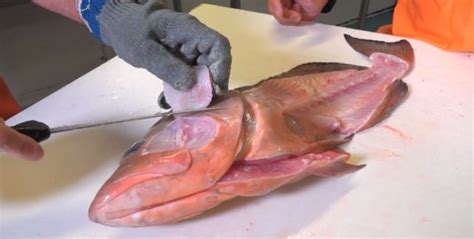 Grouper Cheeks How To Fillet Them Grouper Cheeks Recipes Bdoutdoors
