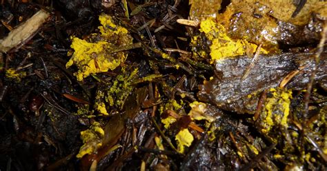 Skeptic Wonder 112010