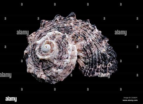 Close Up Of An Angaria Delphinus Shell Showcasing Its Spiral Form Textured Ridges And Natural