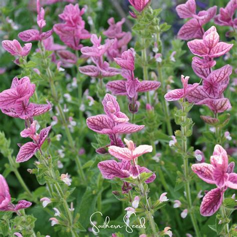 Clary Sage Pink Sundae Salvia Horminum 50 Seeds Seed Therapy