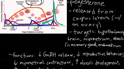 Estrous Cycle In Animals