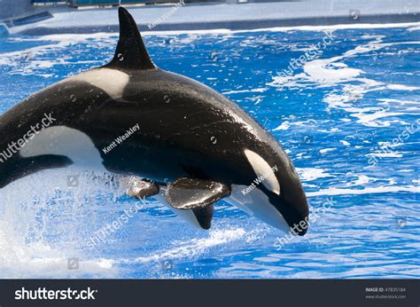 Killer Whale Black And White