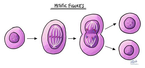 Mitotic Figure Pathology Dictionary Mypathologyreport