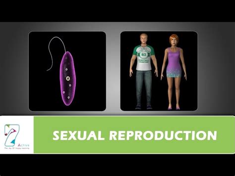 Human Intercourse Process Video