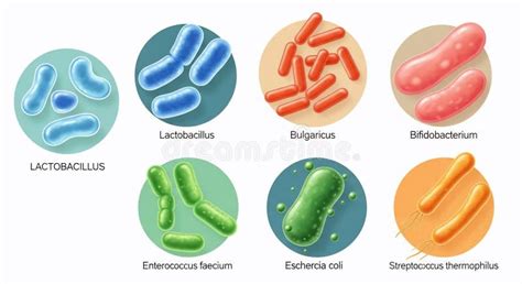 Lactobacillus Bulgaricus Bifidobacterium E Coli Enterococcus
