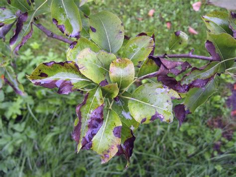 Diseases Of Pear Trees