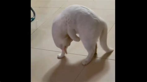 Cat Intently Looks At Its Tail Before Trying To Catch It Watch What