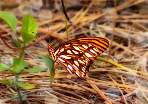 Gulf Fritillary Butterfly Facts
