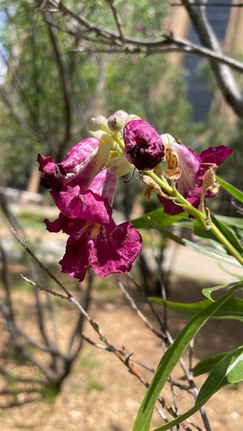 Chilopsis Linearis Usa Eflora Of India