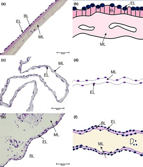 Amnion Histology