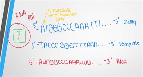 Gene Expression Transcription Flashcards Quizlet