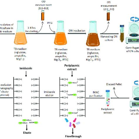 Schematic Representation Of The Conventional Protocol For The Download Scientific Diagram