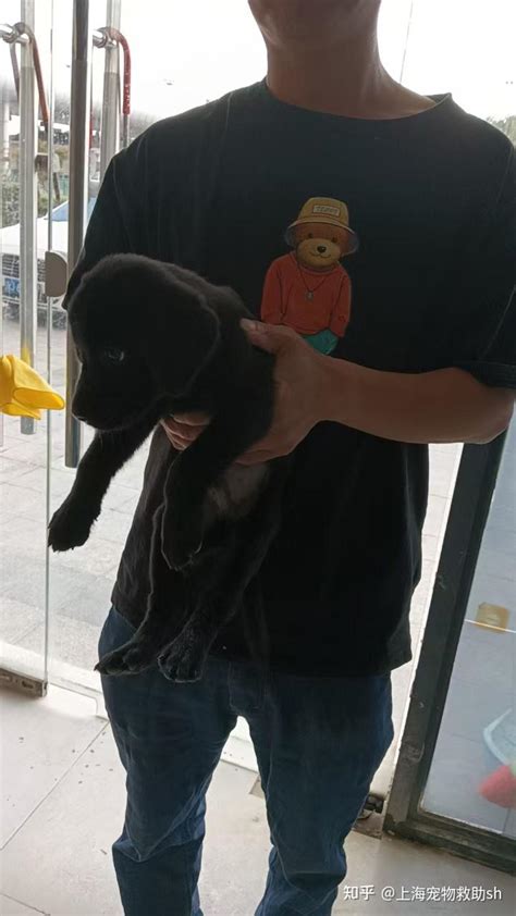 捡到流浪猫狗记得找上海流浪猫狗救助站问怎么帮助，避免被医院宰！免费领养宠物找直接收养机构，避免被骗！ 知乎