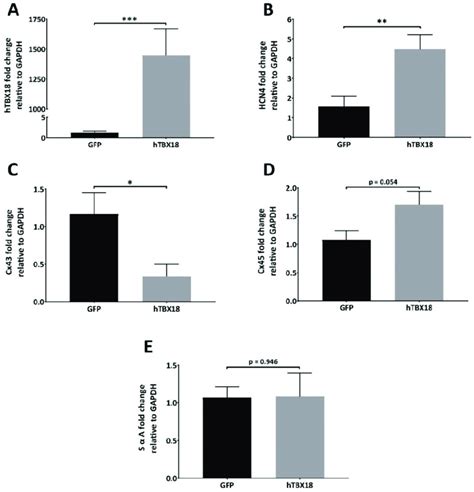 Mrna Expression Profile Of Nrvms Converted To Pacemaker Cells Following Download Scientific