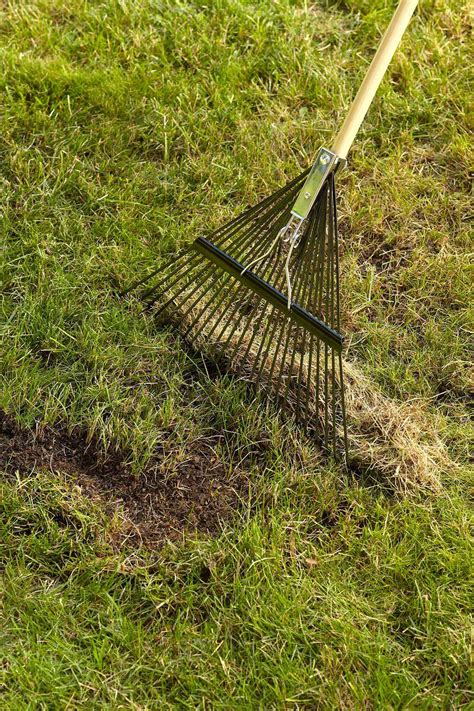 Why When And How To Dethatch A Lawn