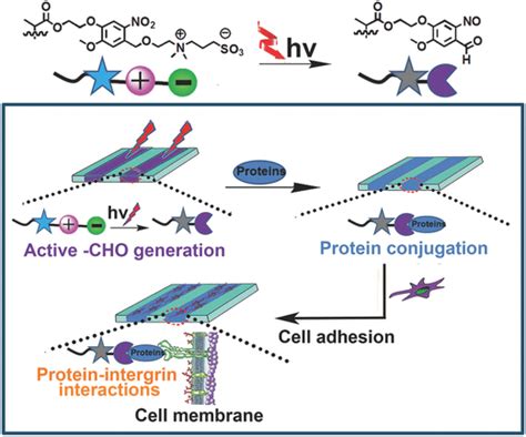 Concept Of Photogenerated Aldehyde Process For Protein Pattern And Cell Download Scientific